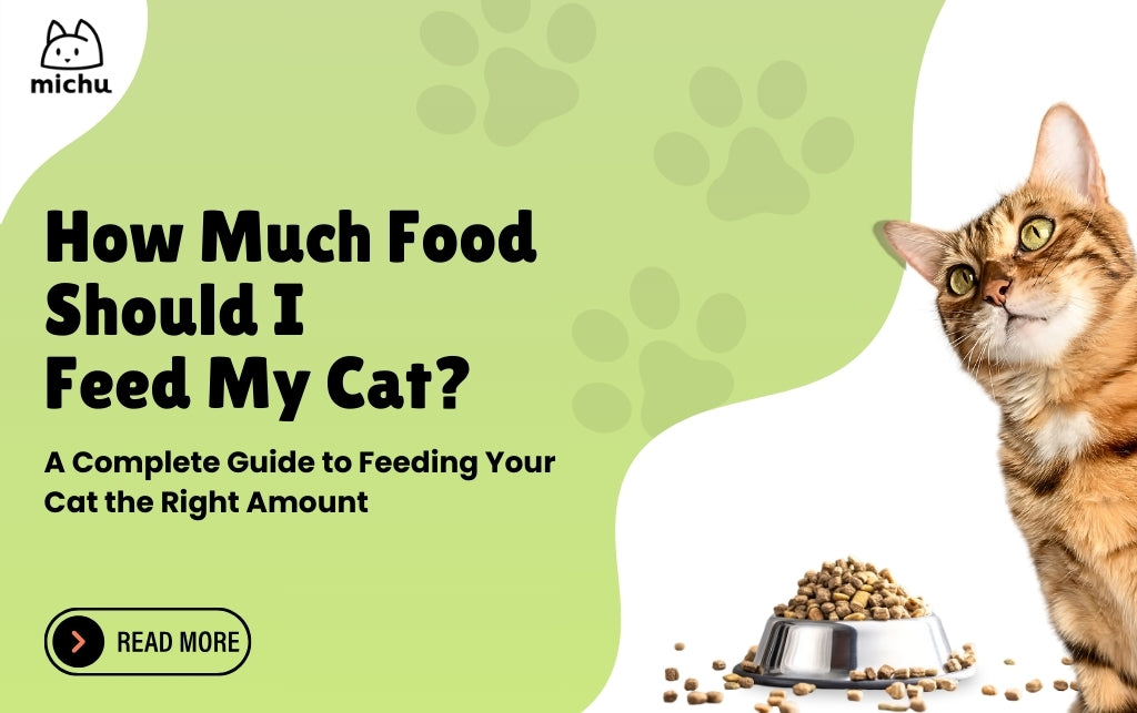 How Much Should I Feed My Cat? | Guide to Feeding Cats – MichuPet