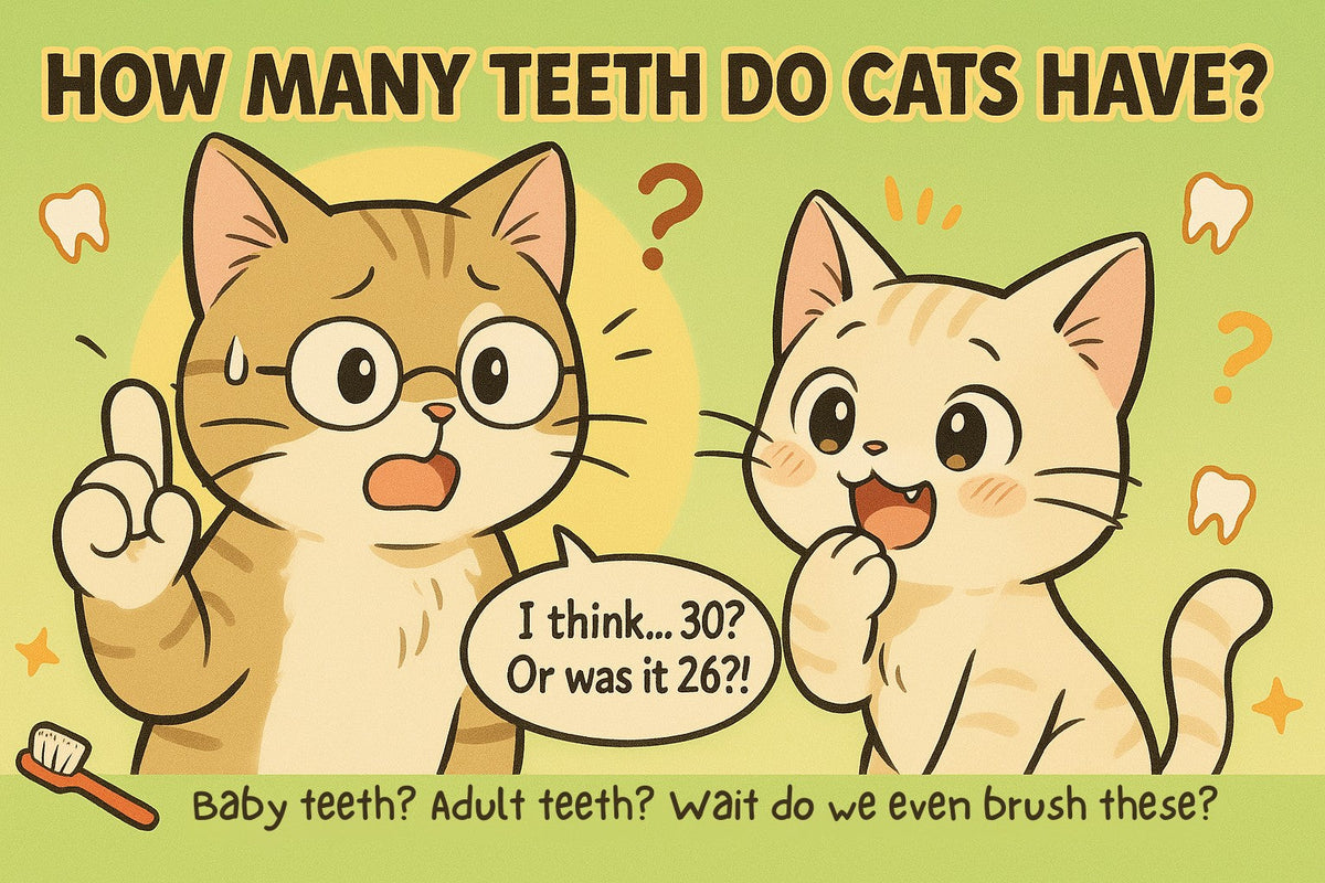 Kitten Teeth vs. Adult Teeth – How Many Do Cats Get? – MichuPet
