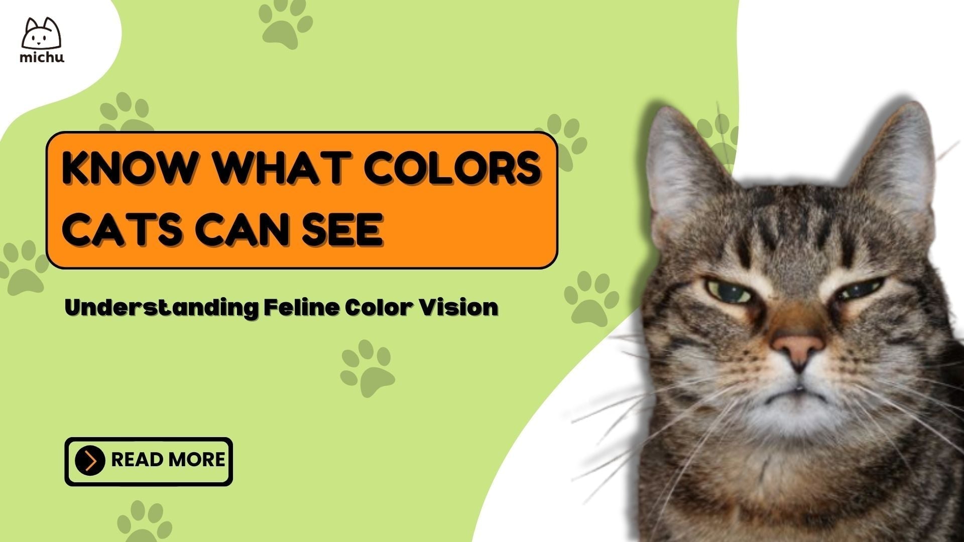what do cats see colors