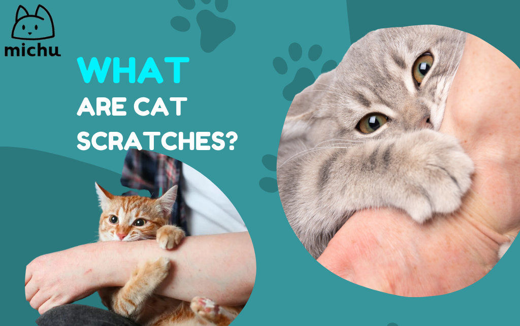 Cat Scratches: Symptoms, Infections, and Treatments – MichuPet
