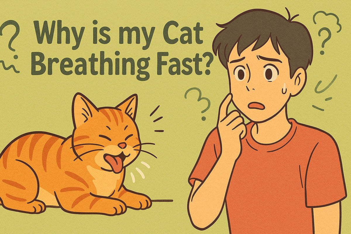 Why Is My Cat Breathing Fast? Signs, Causes & What to Do? – MichuPet